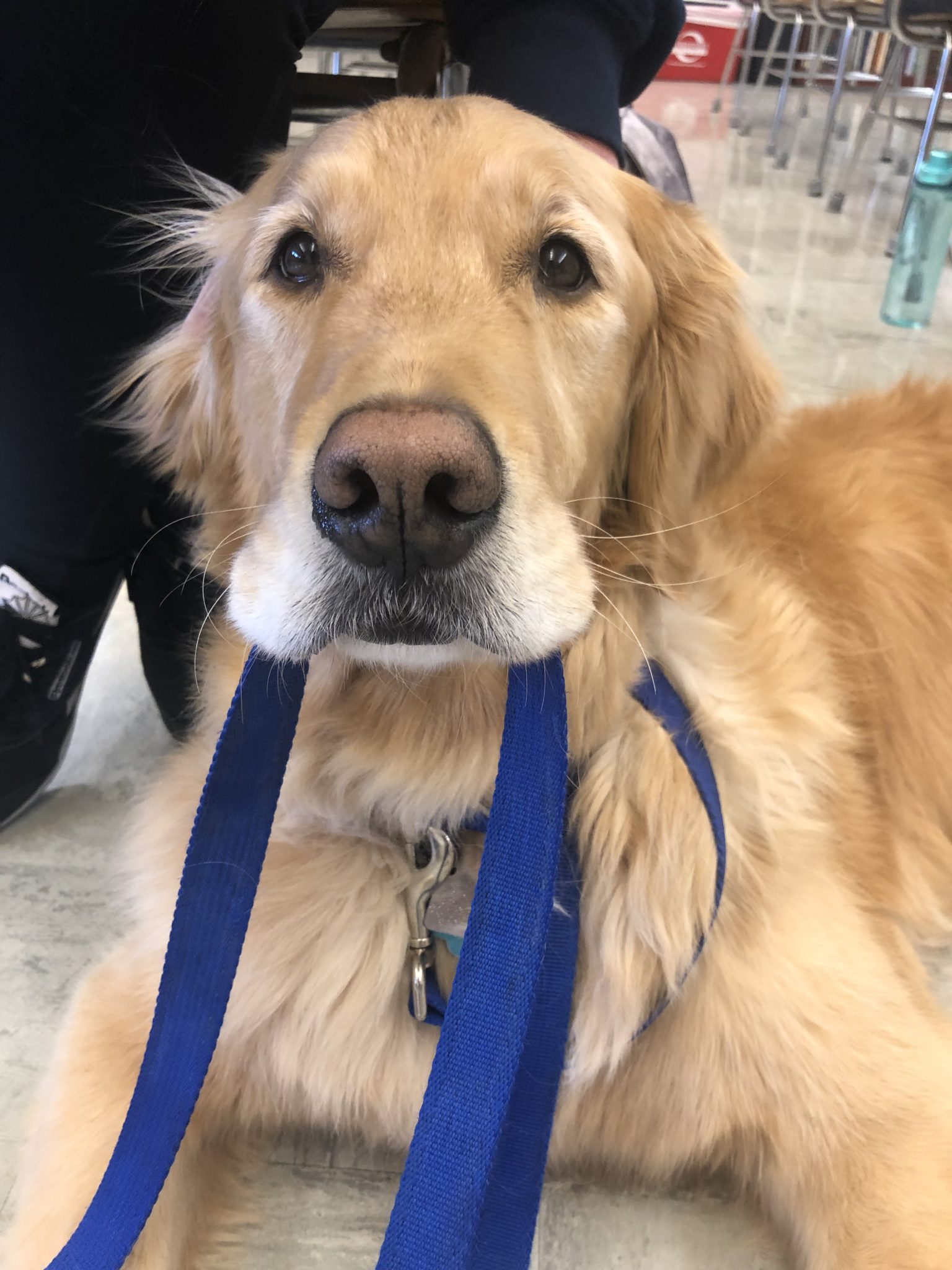 Edgar Learns Latin - Notre Dame Academy